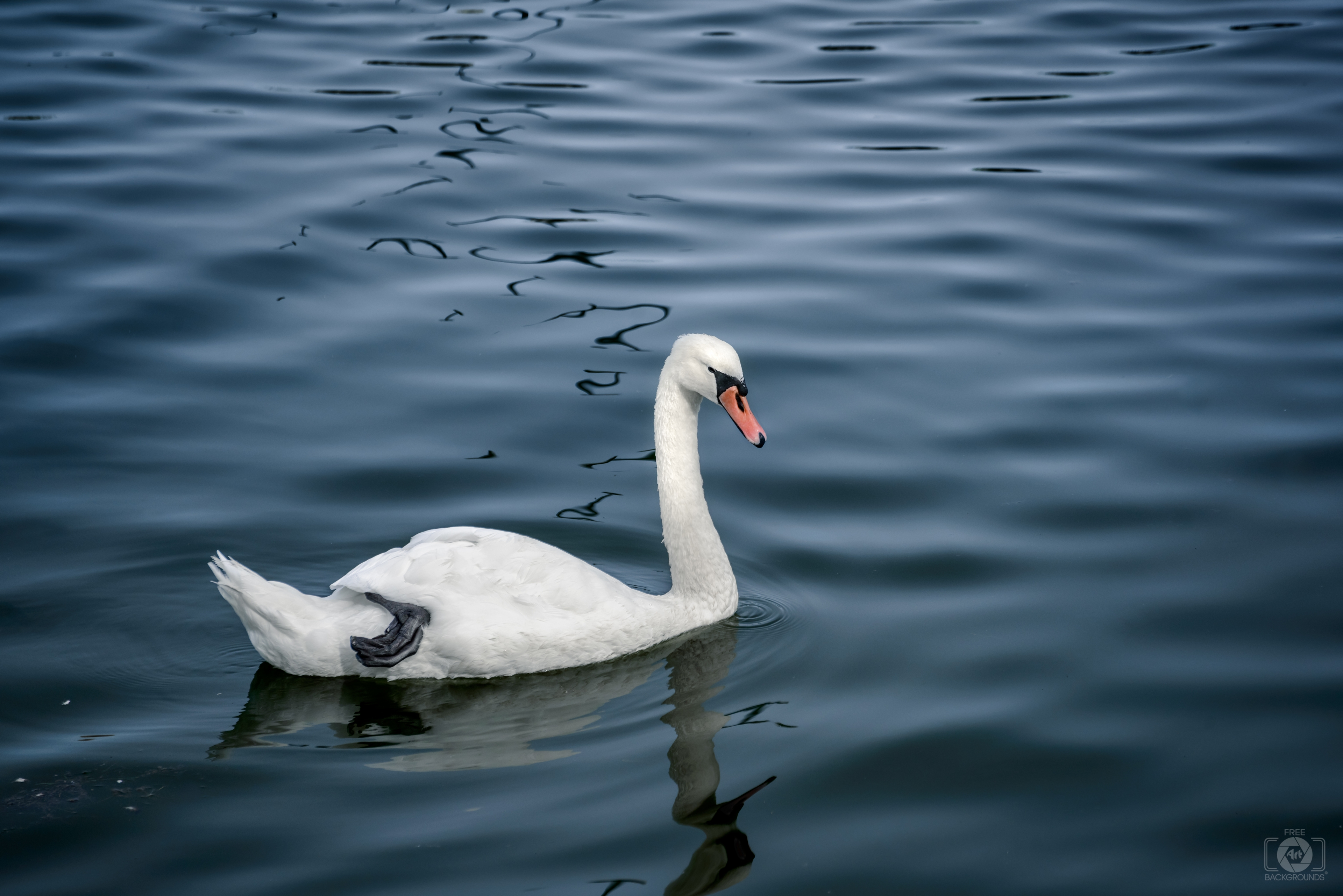 Beautiful White Swan Background - High-quality Free Backgrounds
