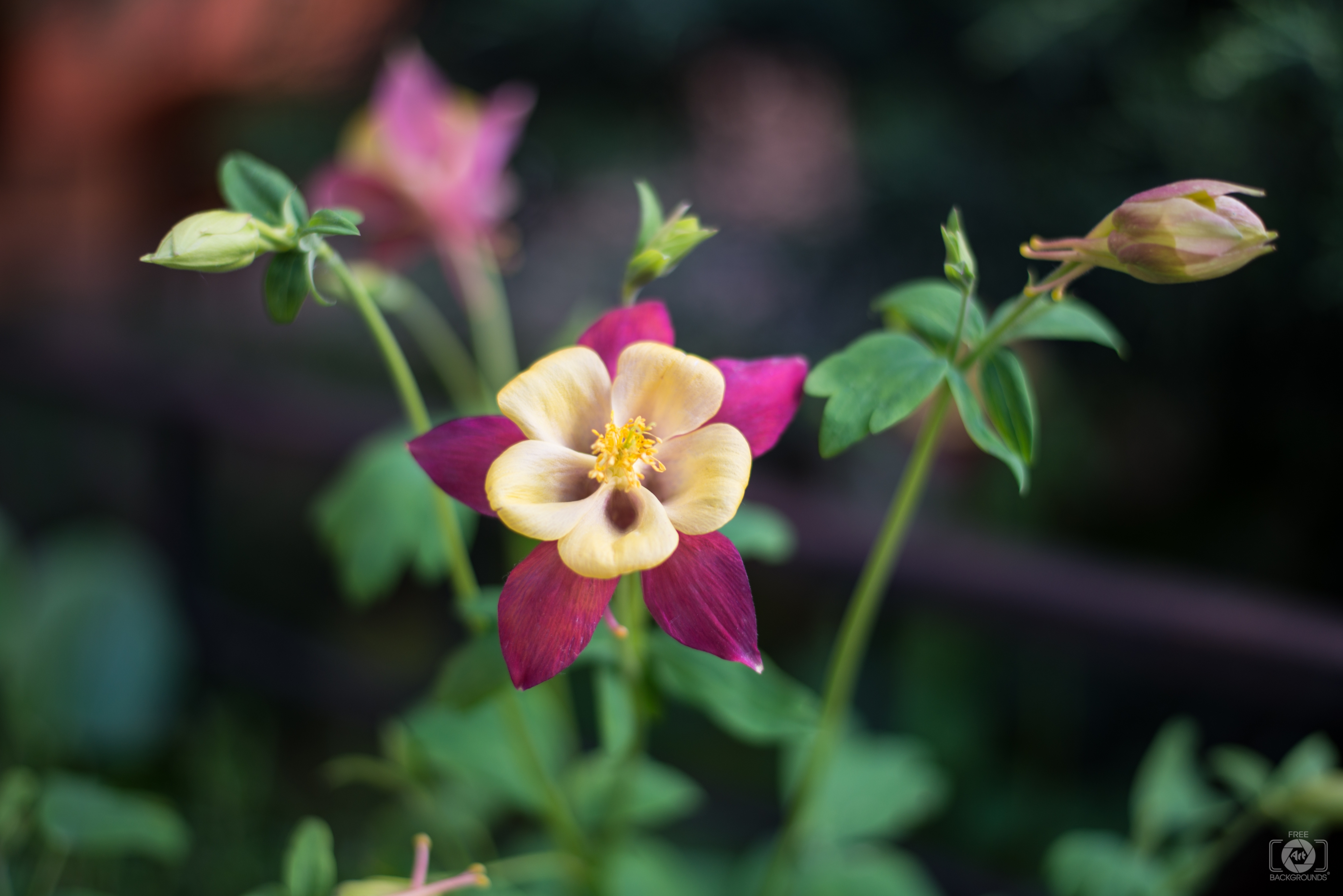European Columbine Flower Background - High-quality Free Backgrounds