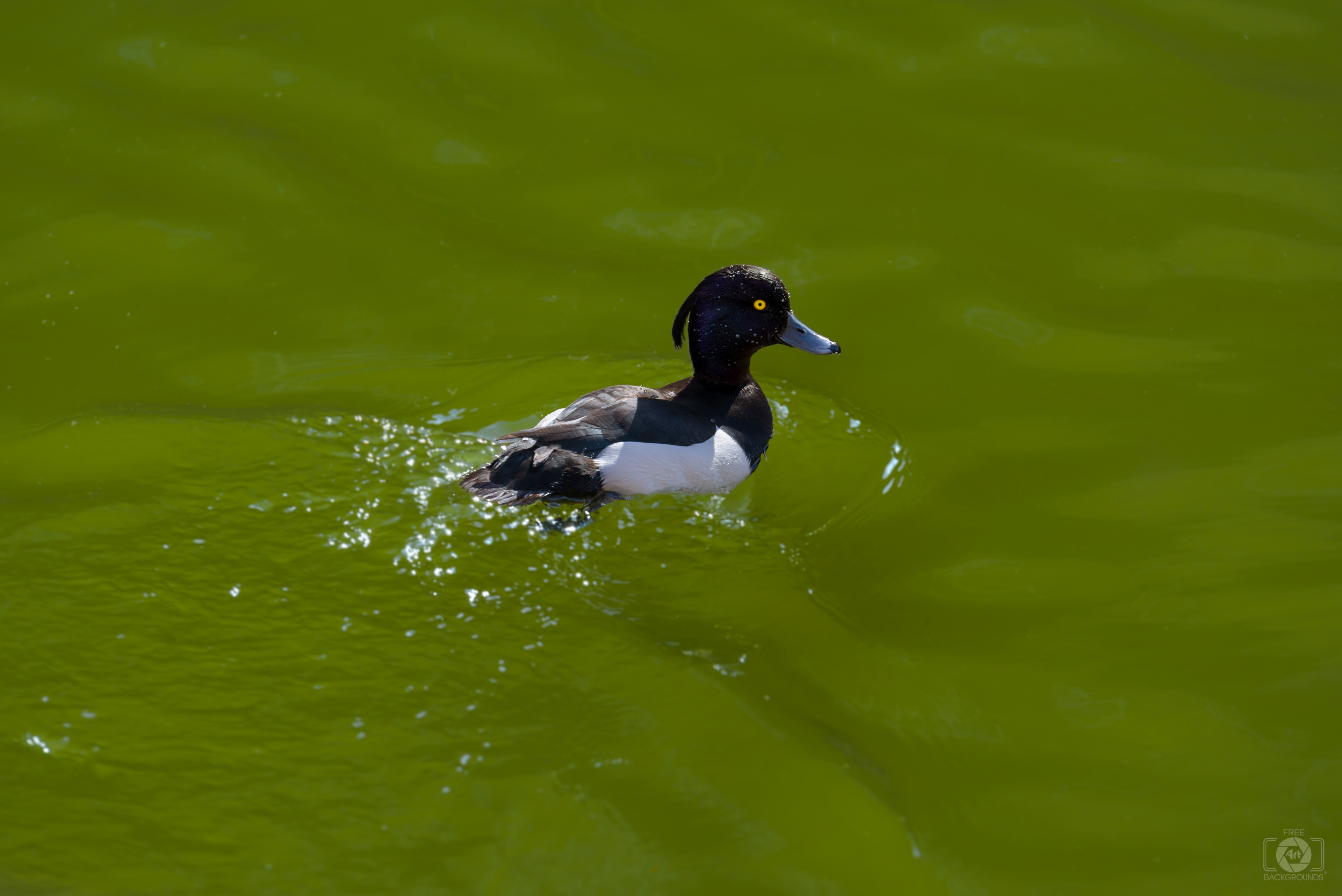 Male Tufted Duck Background - High-quality Free Backgrounds