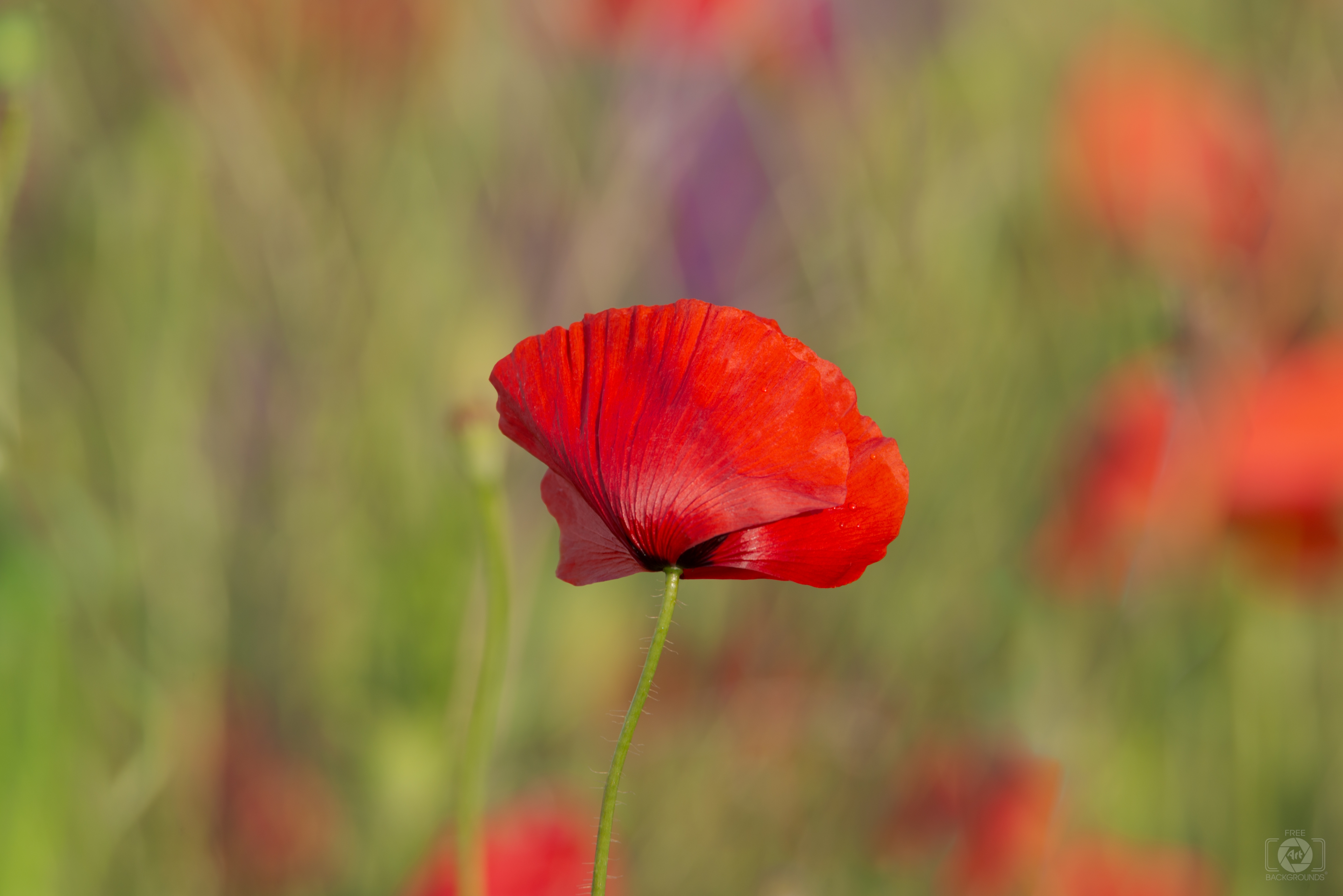 Poppy Flower Background - High-quality Free Backgrounds