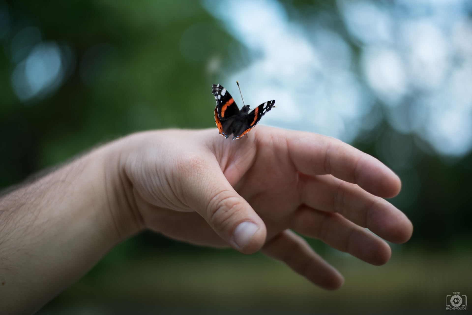 Hand with Butterfly Background - High-quality Free Backgrounds