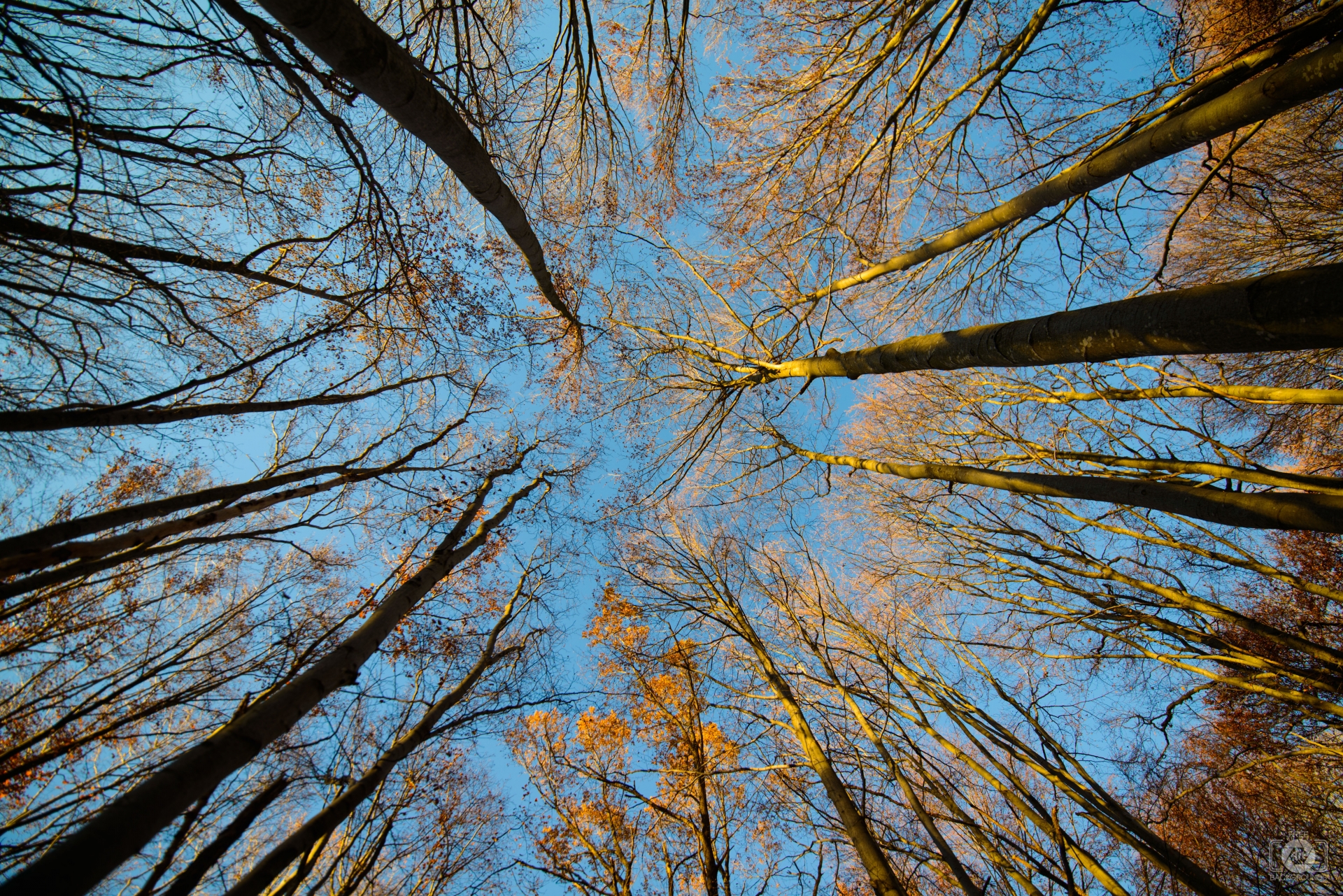 Autumn Trees and Sky Background - High-quality Free Backgrounds