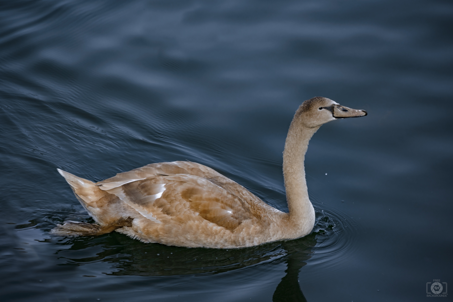 Brown Swan Background - High-quality Free Backgrounds