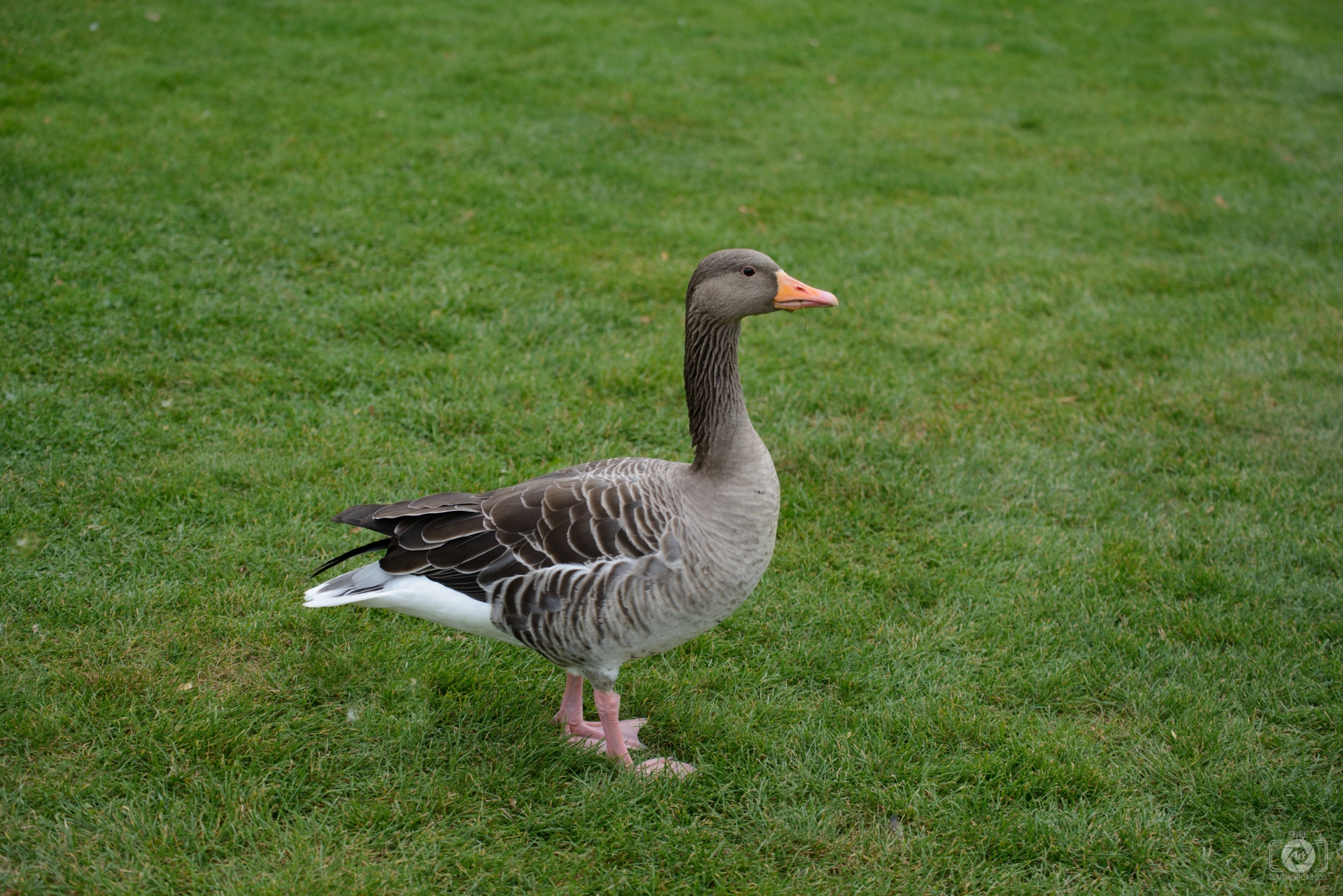 Goose the Grass Background - High-quality Free Backgrounds