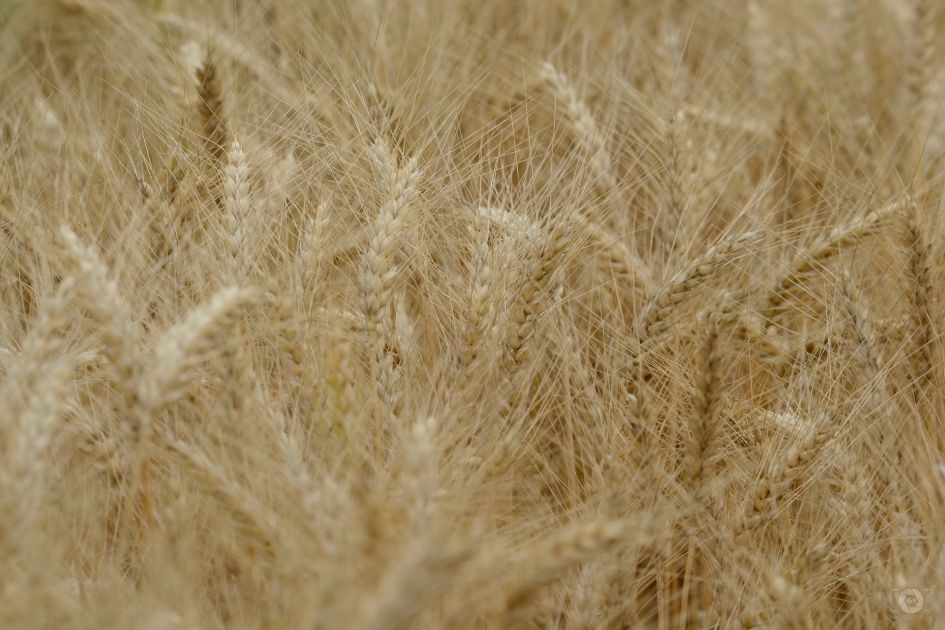 Growing Wheat Texture - High-quality Free Backgrounds