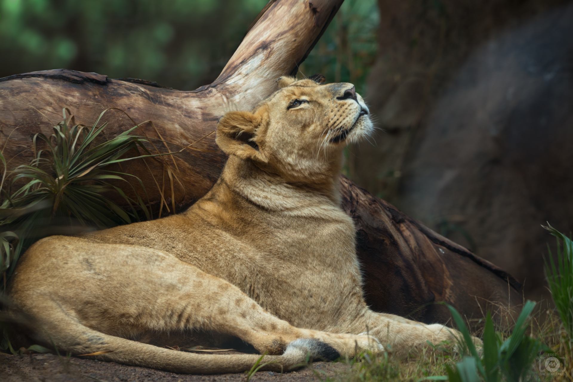Lioness Background - High-quality Free Backgrounds
