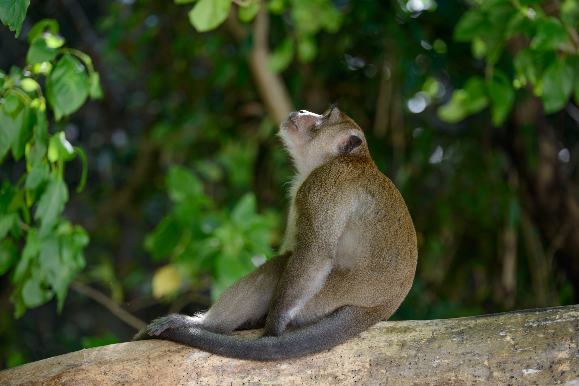 Monkey Background - High-quality Free Backgrounds