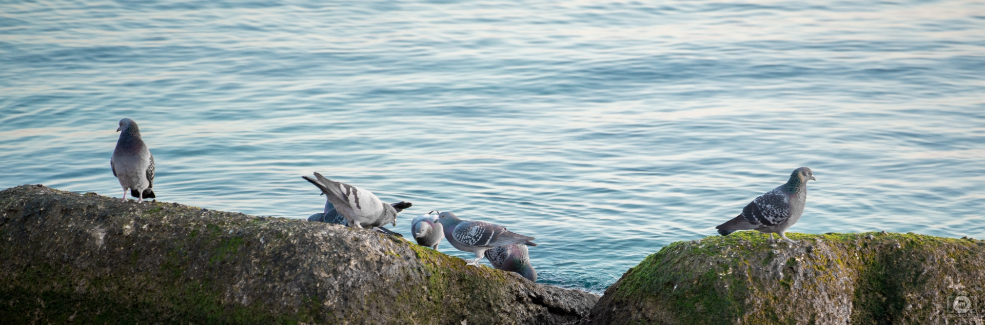 Pigeons on Stone into the Sea Background - High-quality Free Backgrounds