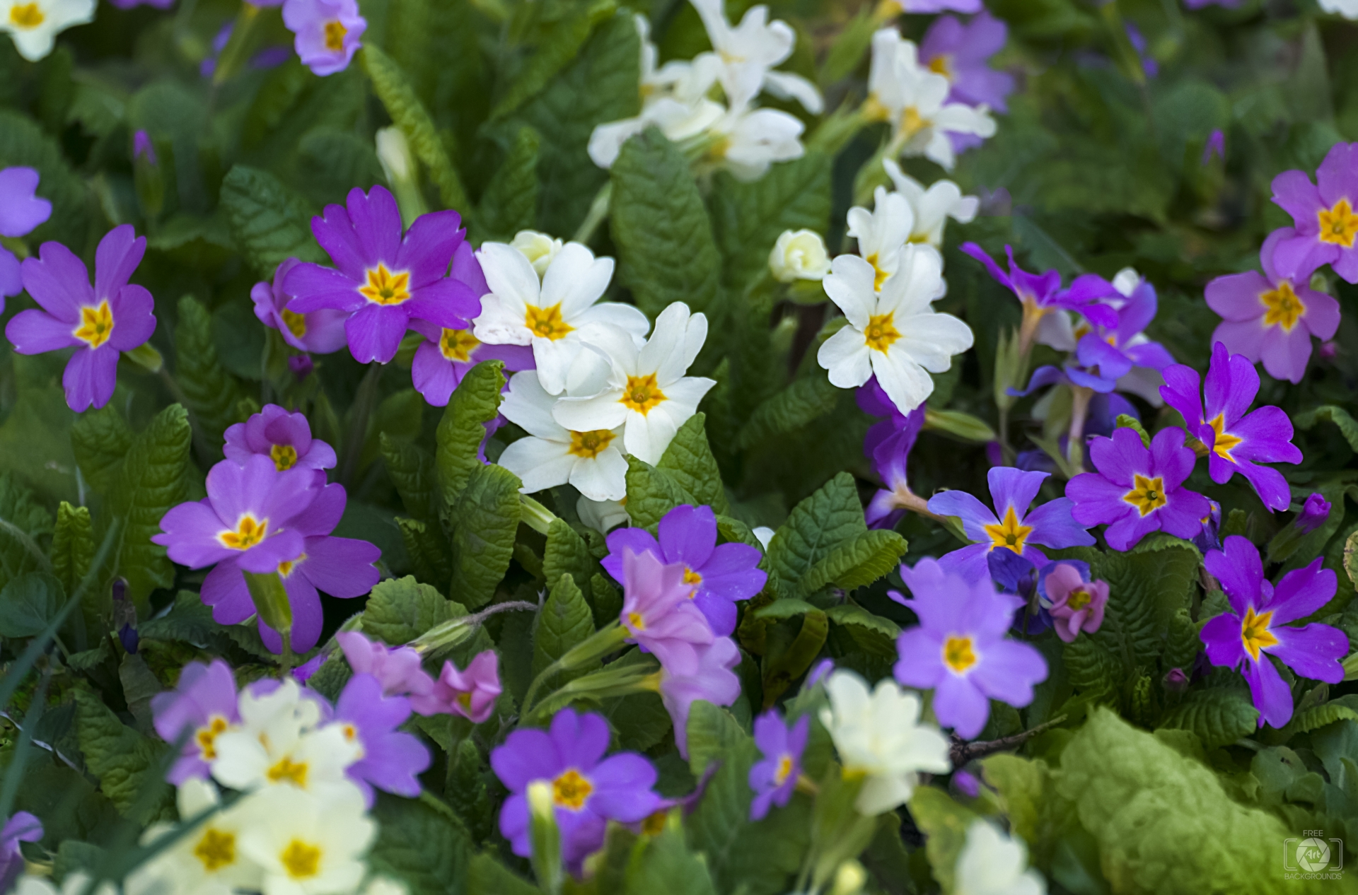 Primrose Background - High-quality Free Backgrounds