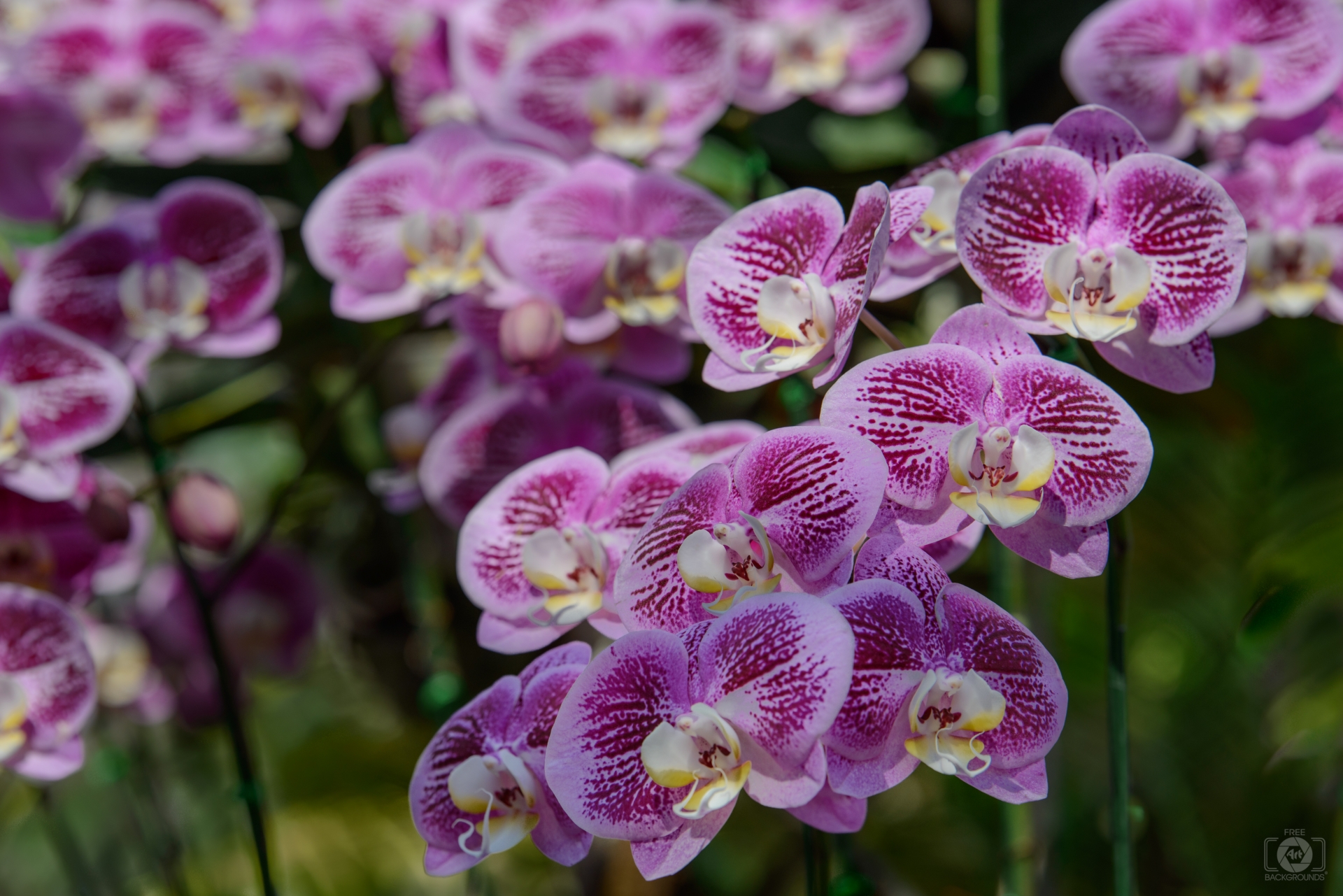 Purple Orchid Background - High-quality Free Backgrounds