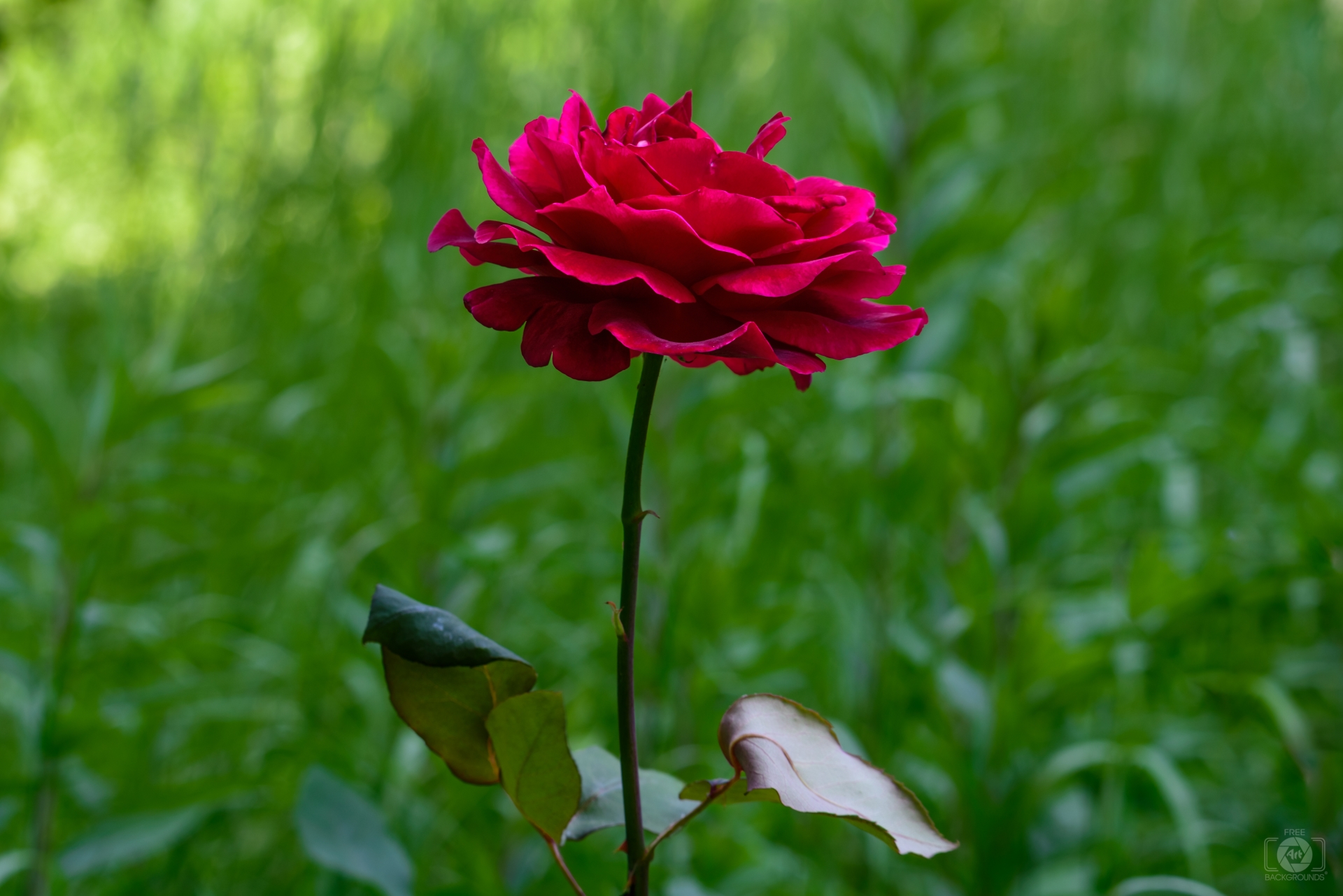 Red Rose in Grass Background - High-quality Free Backgrounds