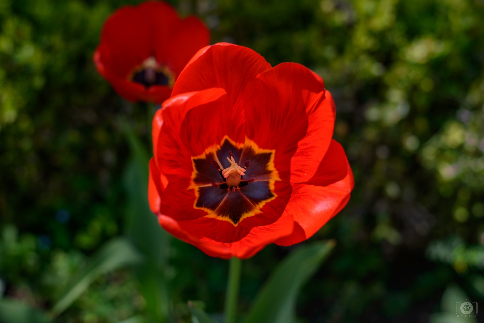 Red Tulip Background - High-quality Free Backgrounds