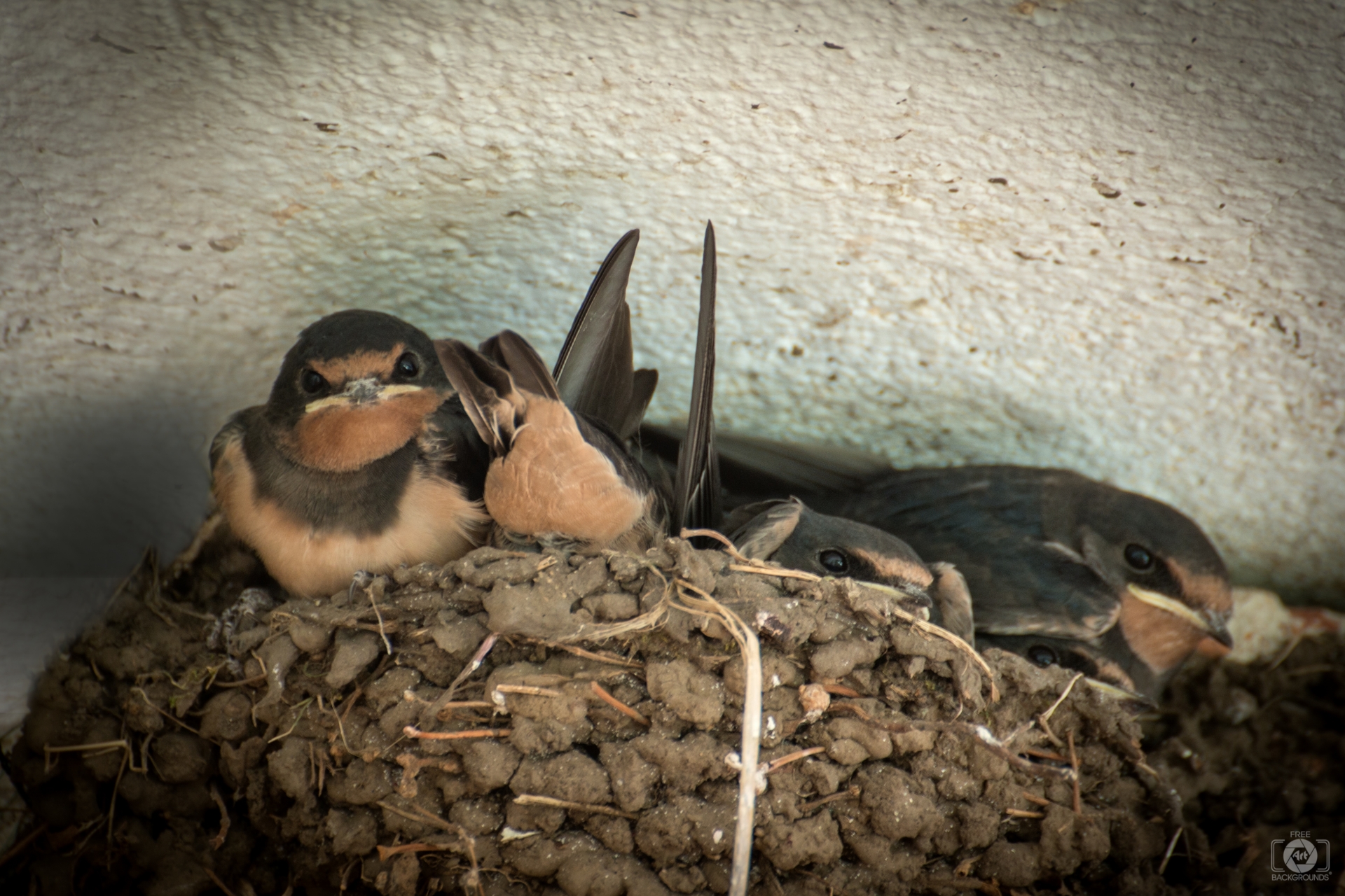 Swallows in Nest Background - High-quality Free Backgrounds