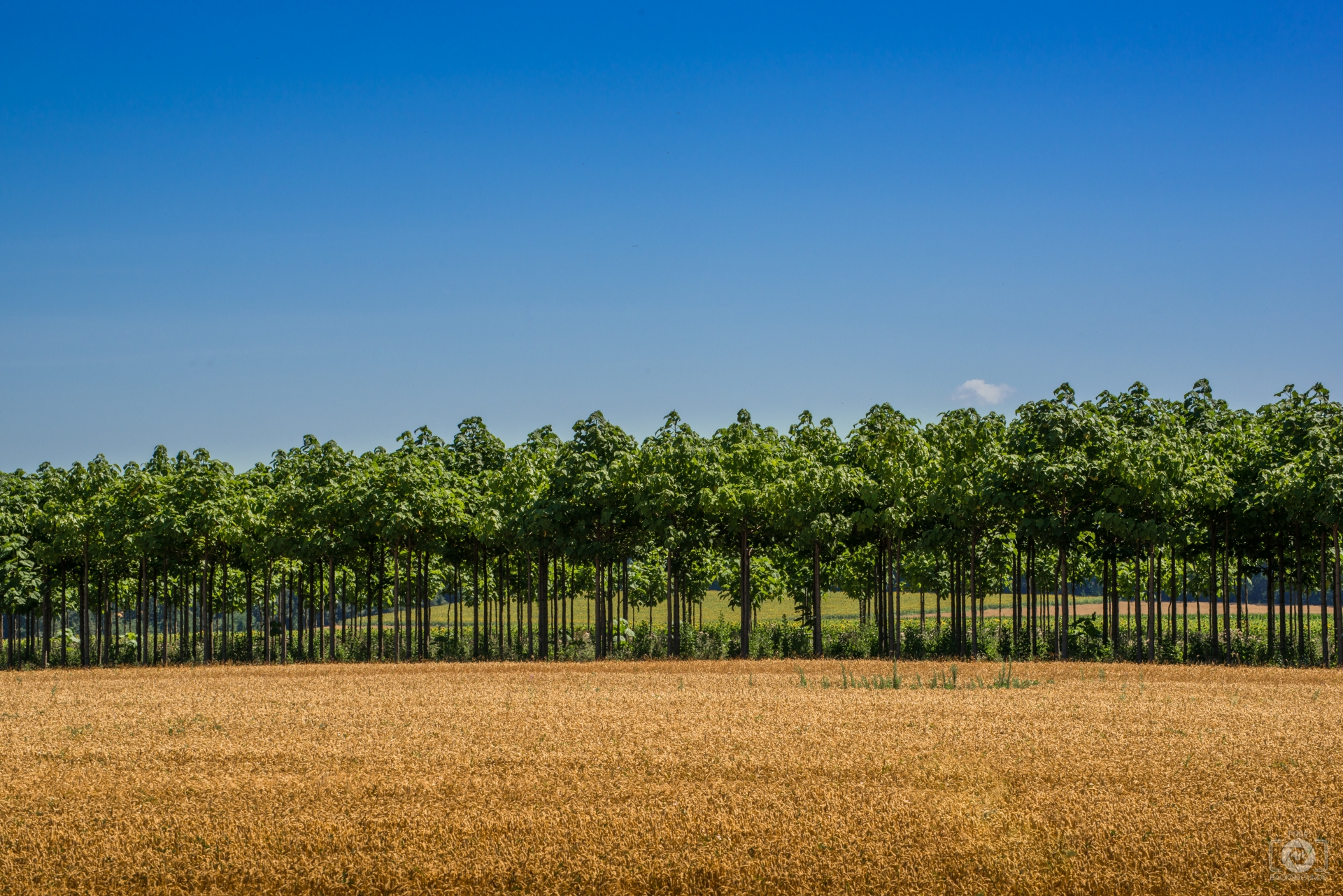 Wheat Field and Row of Trees Background - High-quality Free Backgrounds