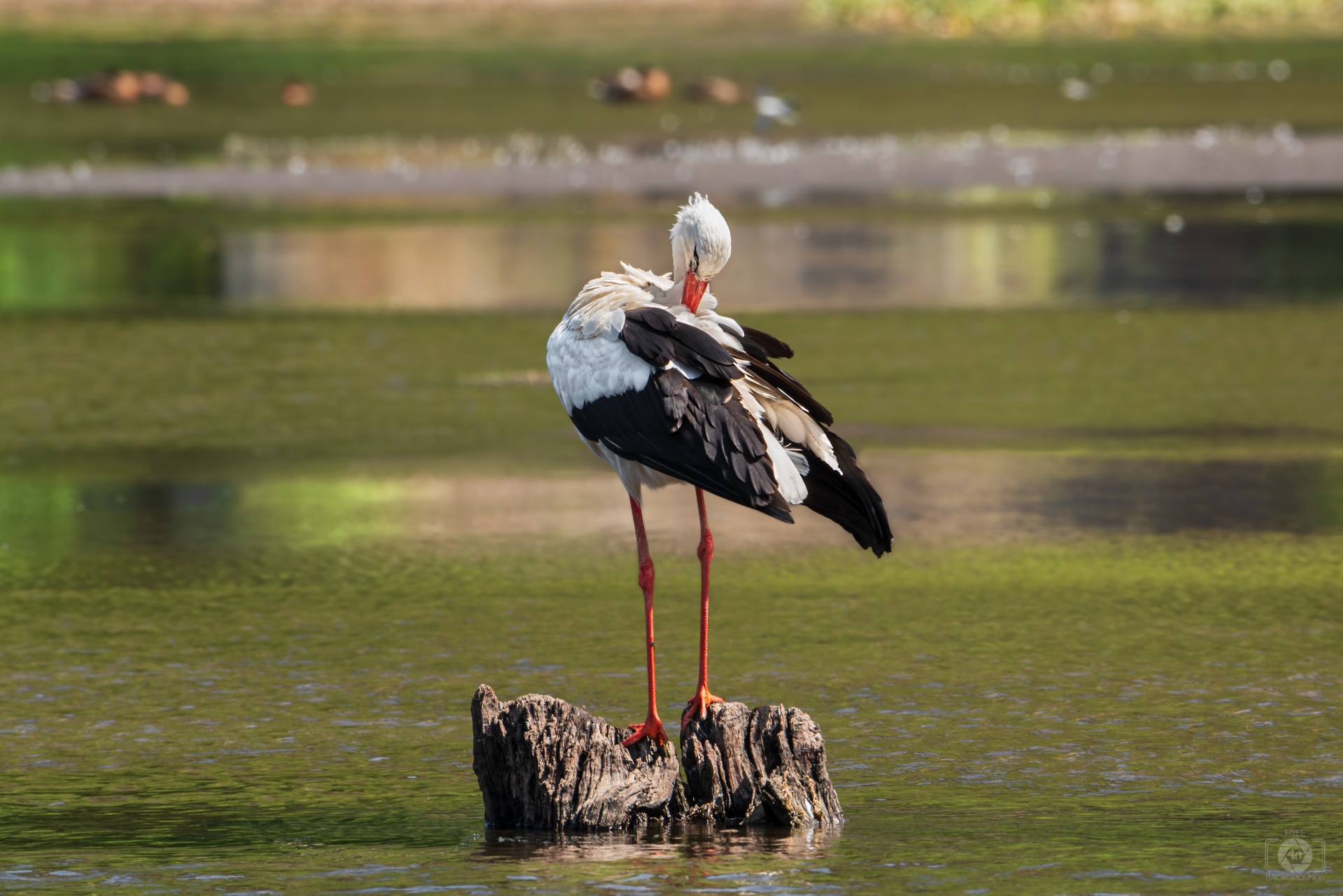 White Stork Stands On A Tree Stump In The Lake - High-quality Free ...