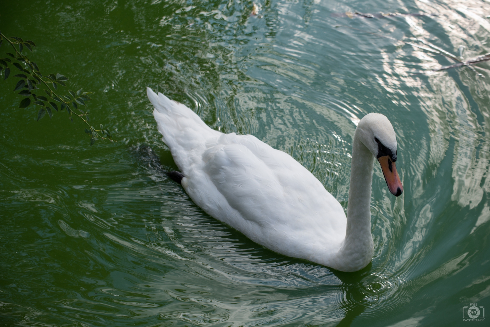 White Swan Background - High-quality Free Backgrounds