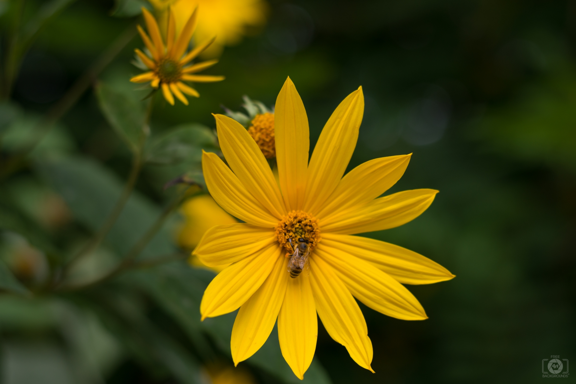Yellow Flower with Bee Background - High-quality Free Backgrounds