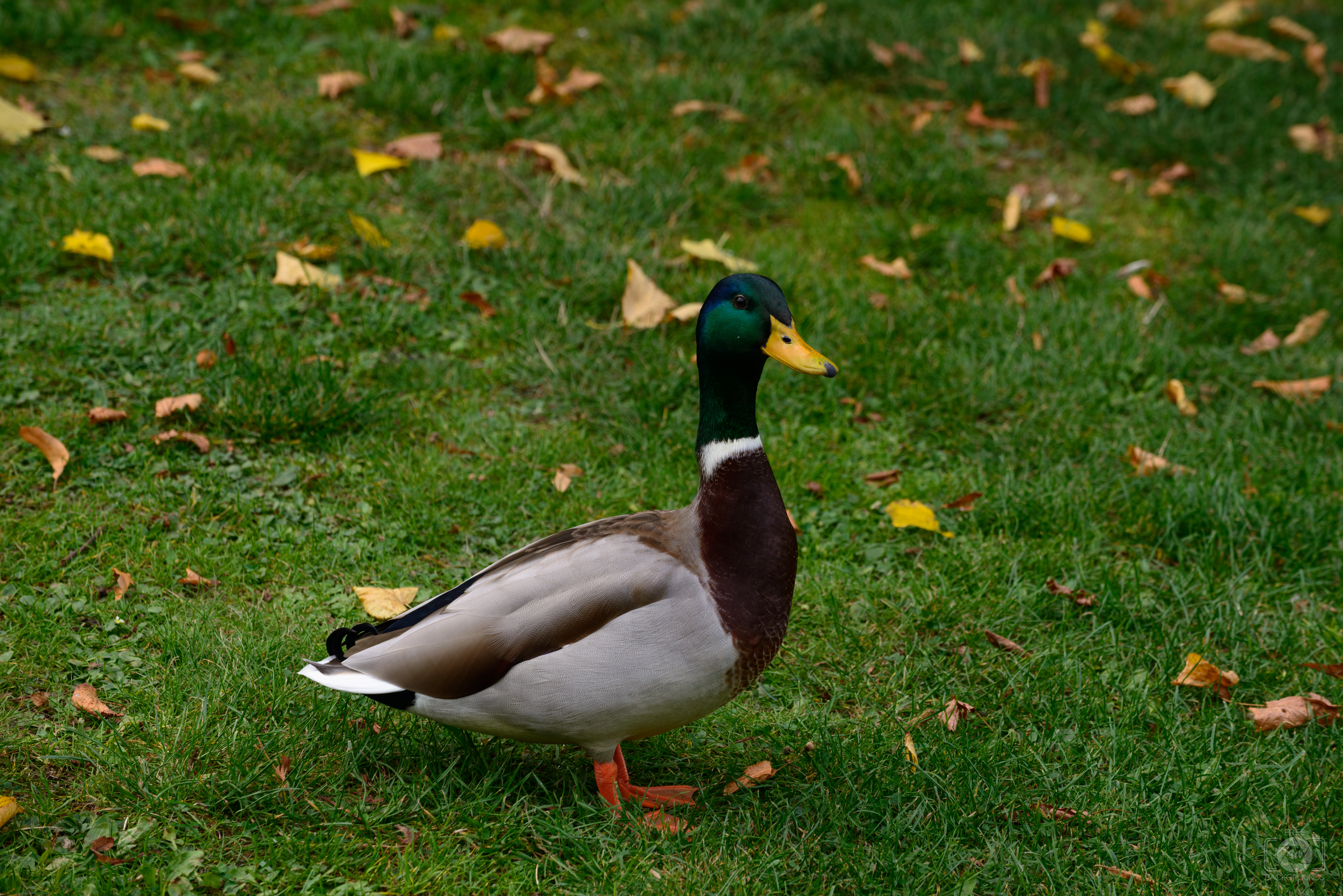 Duck in the Grass Background - High-quality Free Backgrounds